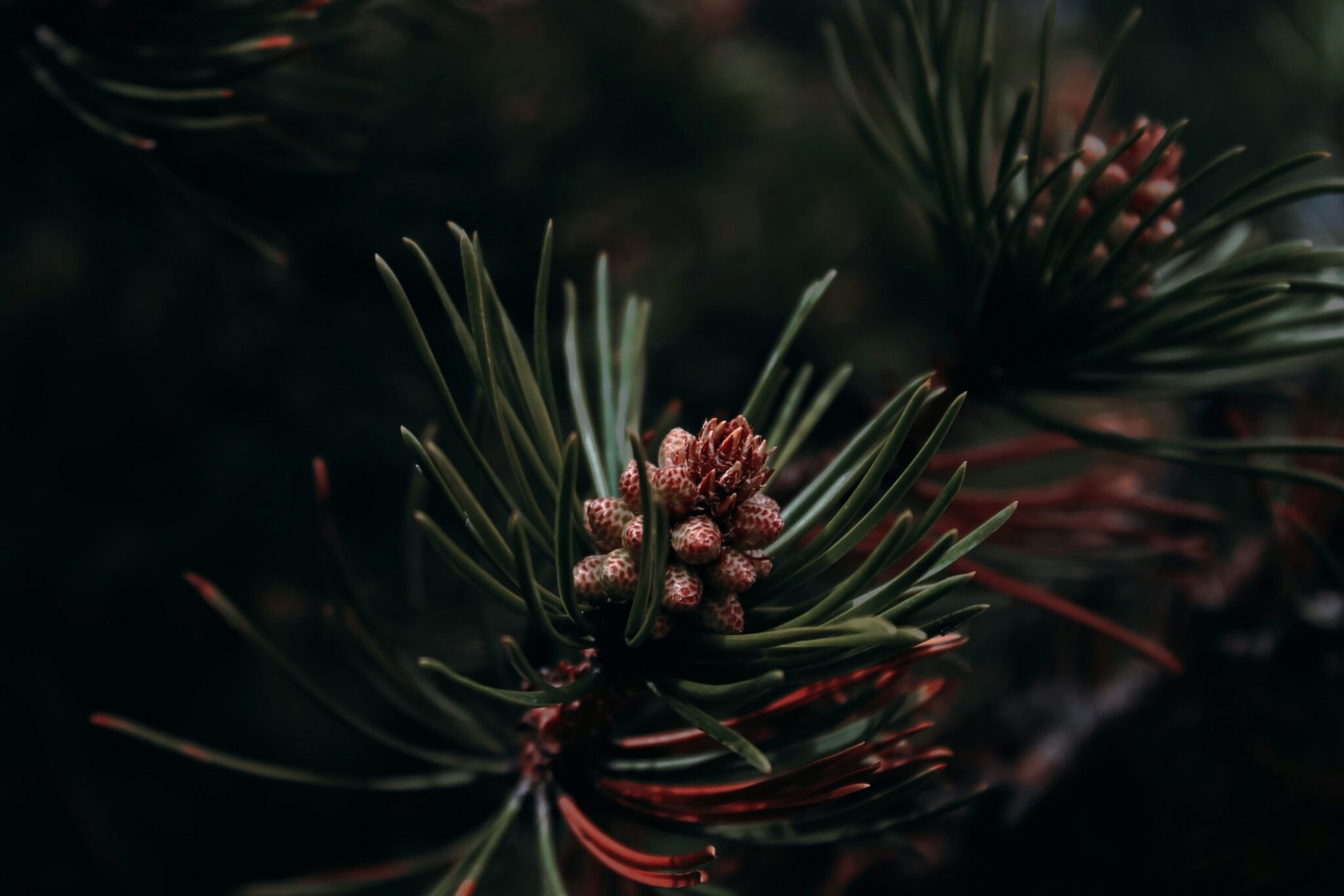 Matthew 2:13-15, 19-23 – The Feast of the Holy Family – Catholic Prayer ...